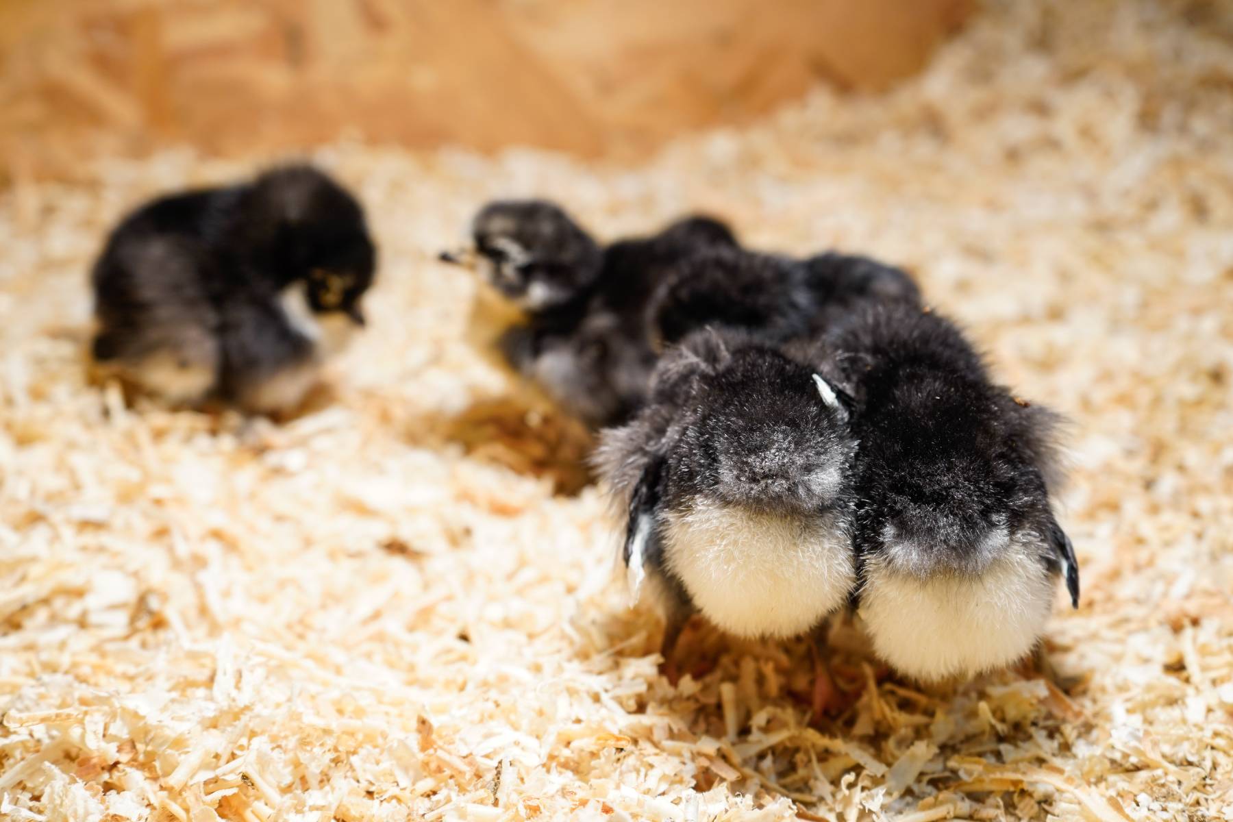 Caring For Baby Chicks with Pasty Butt - Backyard Poultry